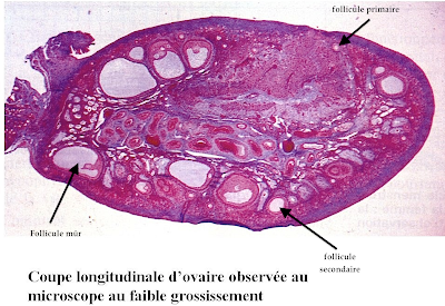 La production des ovules