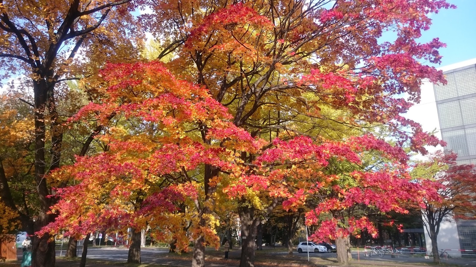 talk-hokkaido: Autumn in Sapporo 8