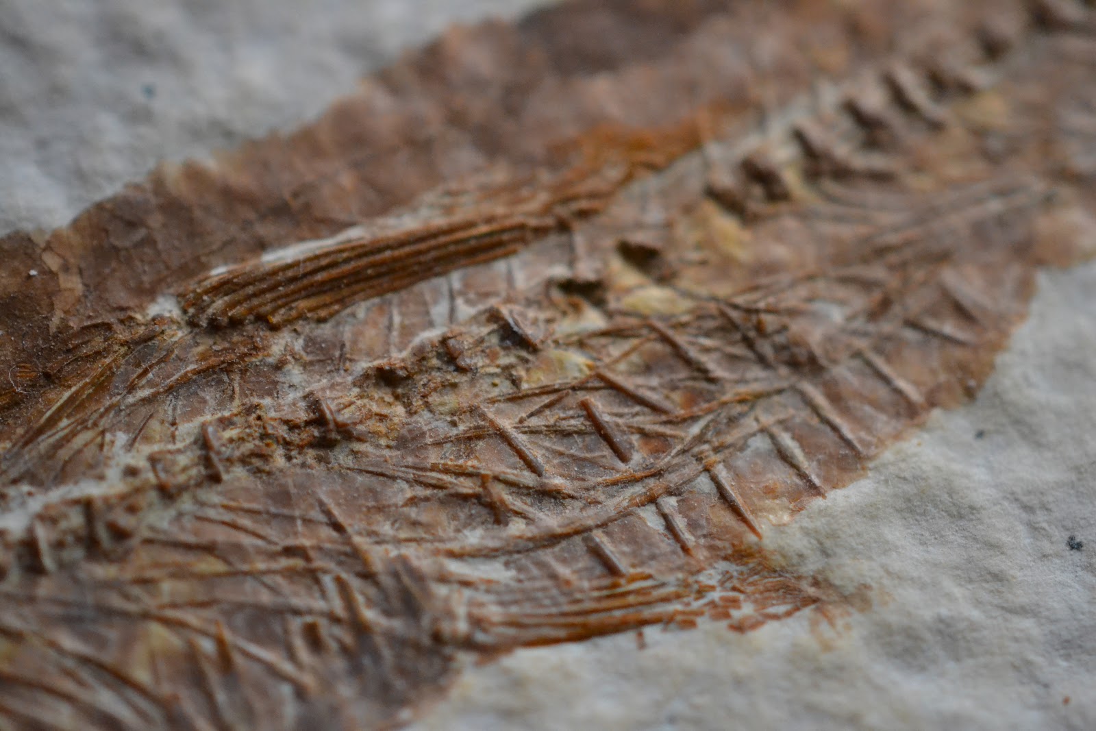 Flamingos Dynasti: fossil fisk