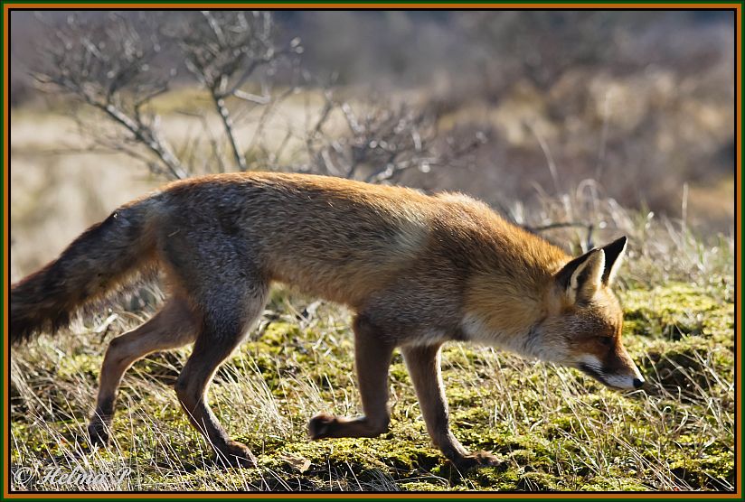 Helma's natuurfoto's: Oude Vos in de AWD