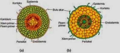 lingkaran-pengetahuan: Struktur Organ Akar Tumbuhan