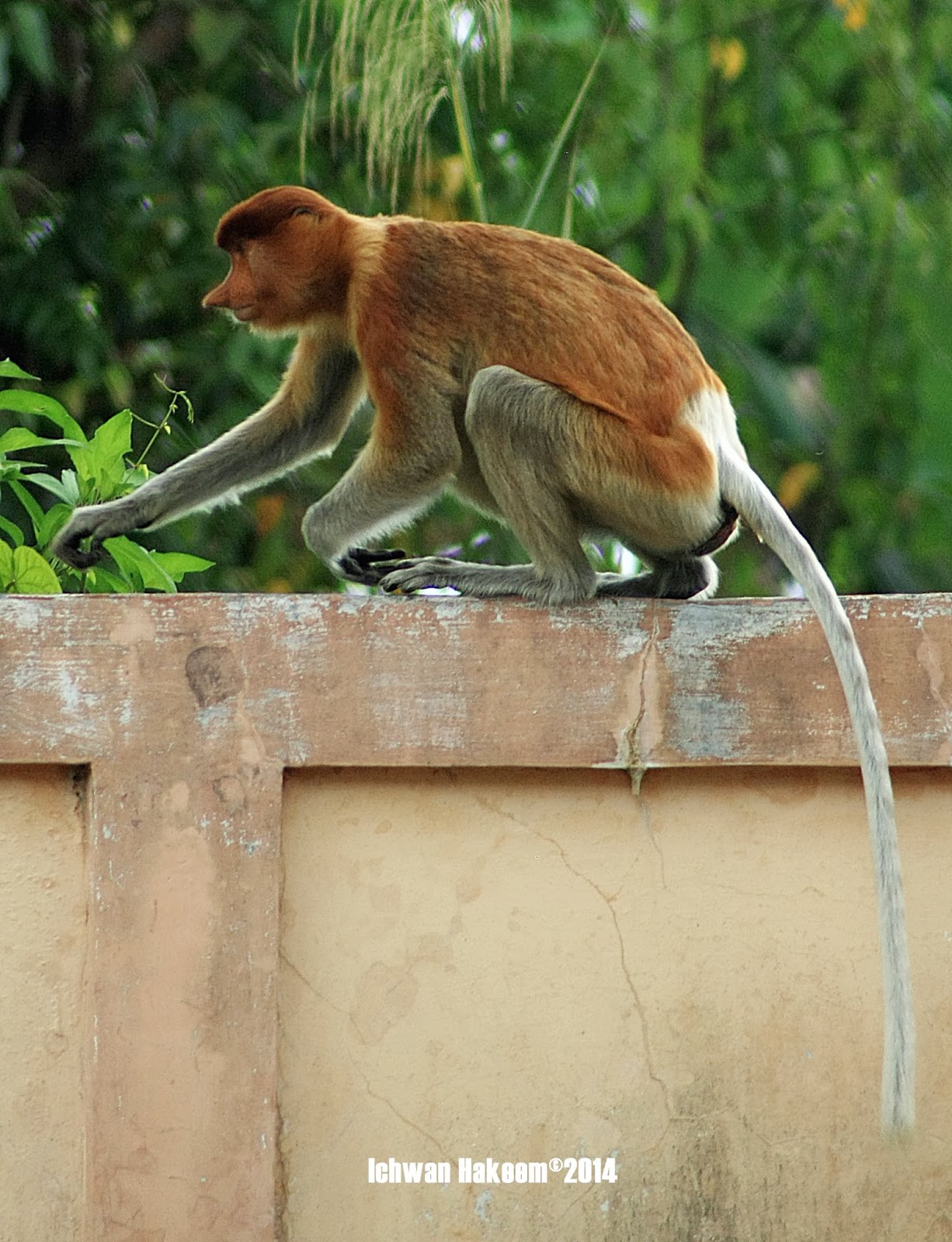Photo 124 : Bekantan (betina) | BEKANTAN -WILD INDONESIA