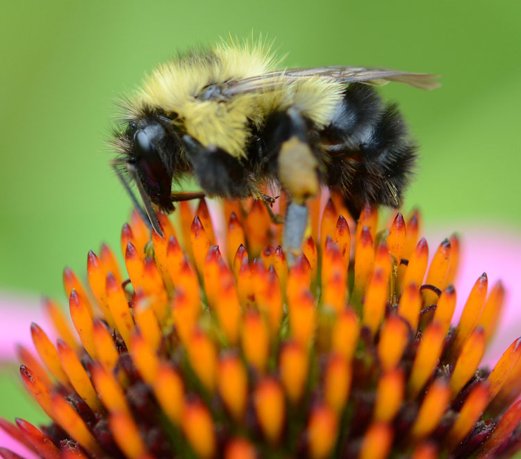 Red and the Peanut: That bumblebee is the bomb!