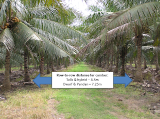 The Basics of Starting a New Coconut Plantation