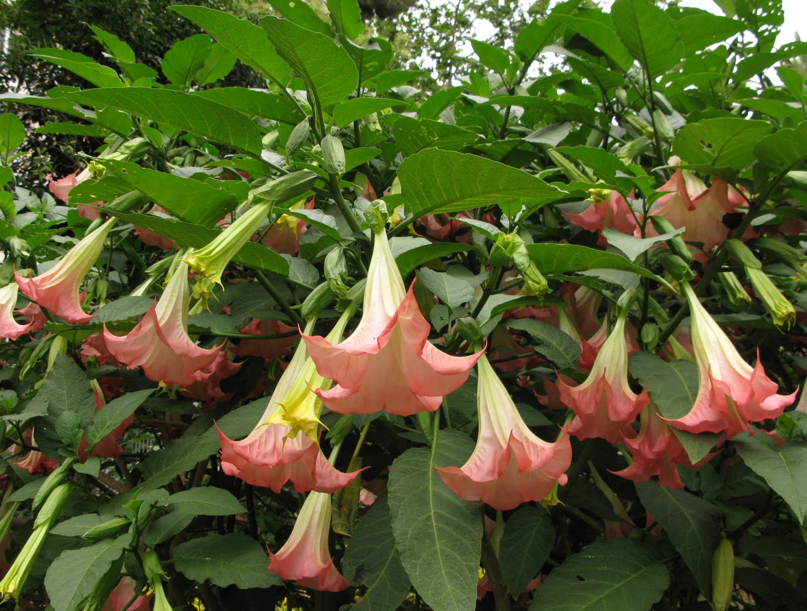 Enroque de ciencia: Animales, plantas y drogas (1)