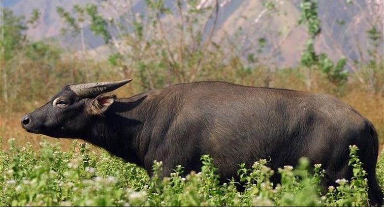 Go Philippines: Philippine Tamaraw