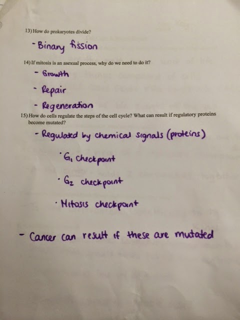 Mr Smirk s Bio 1 Hub Mitosis Review Sheet Mr Smirk s Bio 1 Hub Mitosis Review Sheet