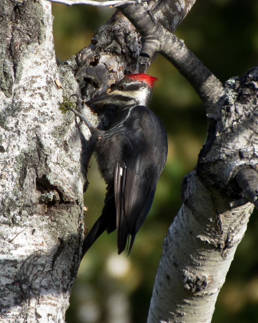 Wild in Pictures: Pileated Woodpecker and friends