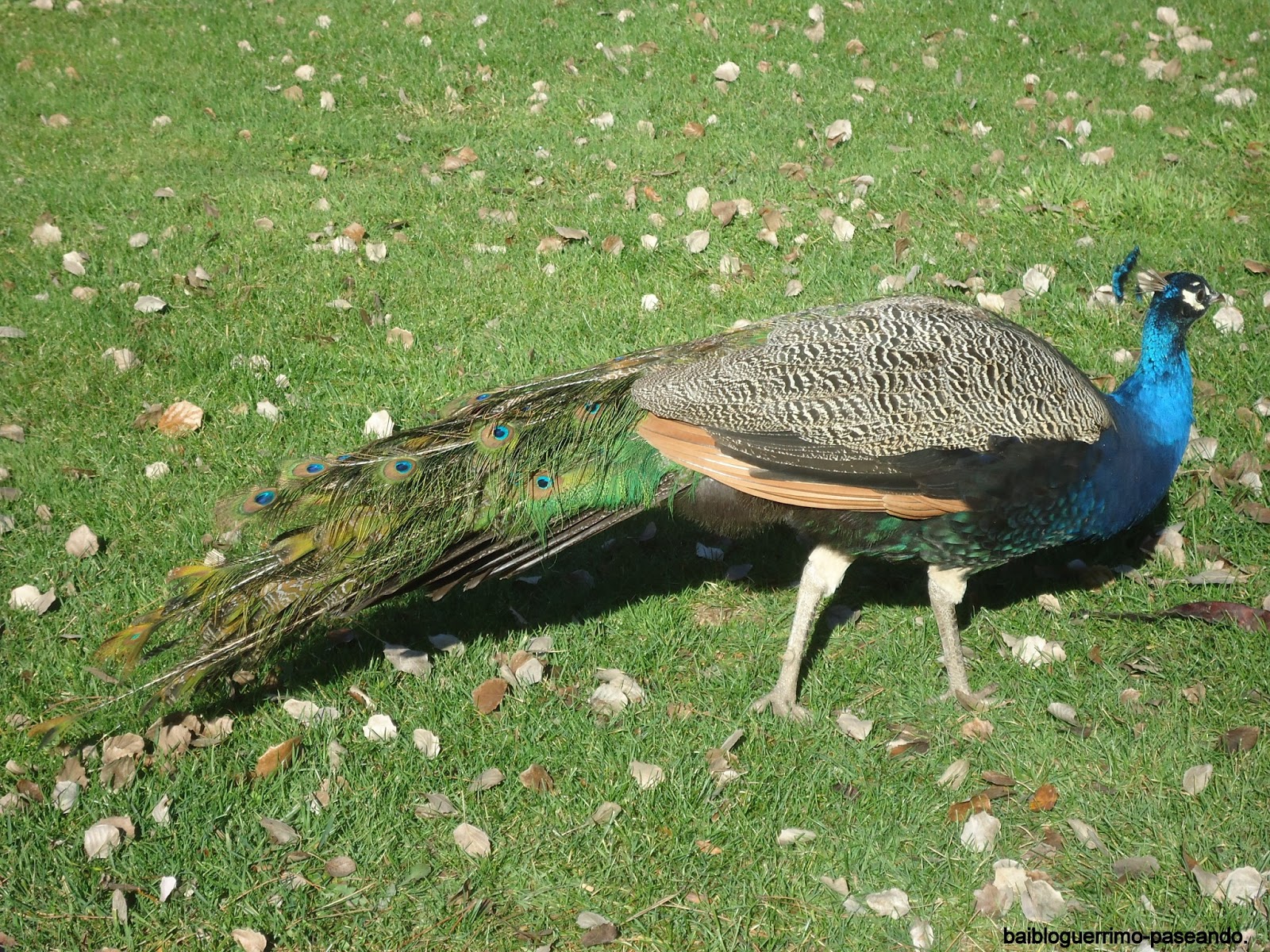 baibloguerrimo-paseando: Paseando entre Pavos Reales en El Retiro