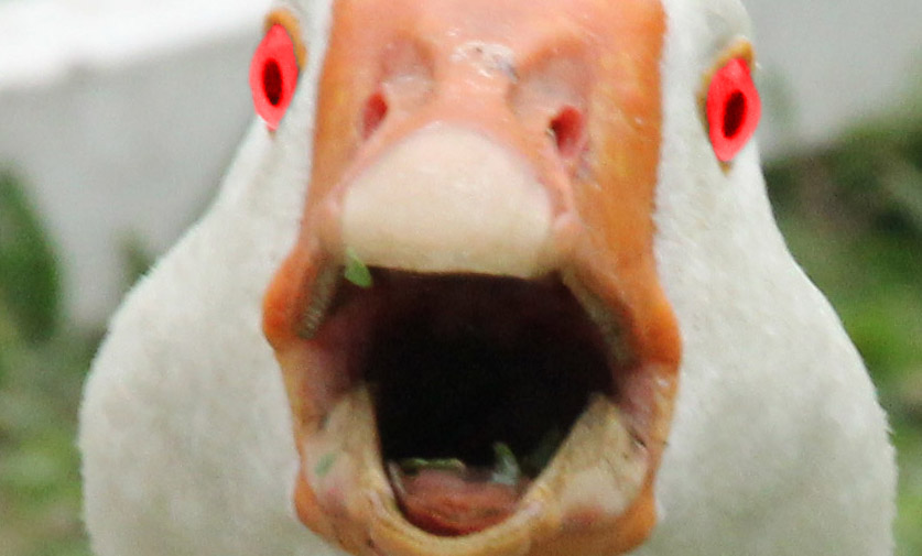 The Window: Geese are Evil