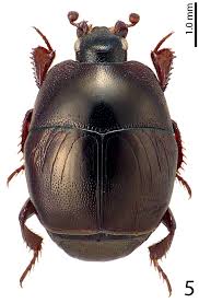 INSECTOS DE P.R. In Memoriam Dr Luis F Martorell y Dr Alain Liogier ,DR ...