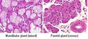 Embriologia Buco-Dental: Glandulas salivales