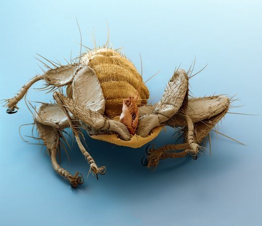 Biology: Bat fly