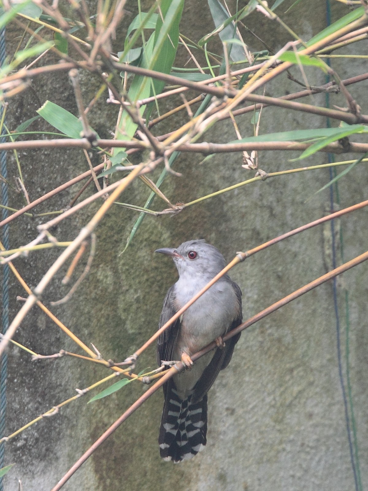 Mike is the name Birding is the game ( Birding in Malaysia - Malaysian ...