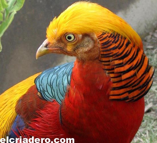 Aves Exoticas del Mundo : LOS FAISANES
