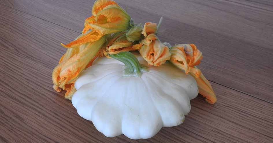 Gatti di campagna: Zucchina Patisson