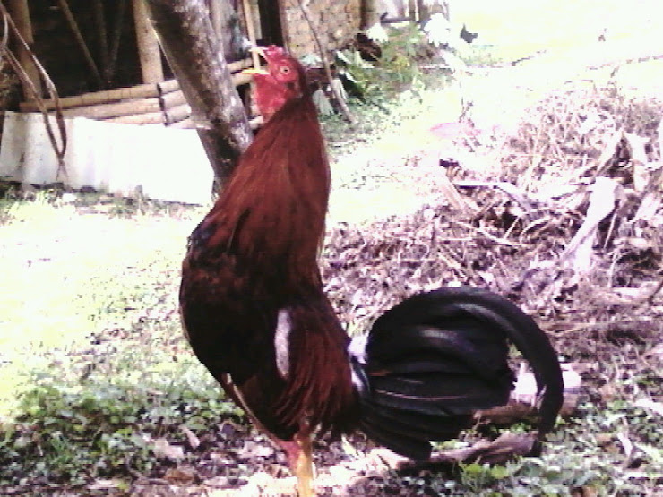 CRIADERO EL GALLO COLORADO: VI CAMPEONATO DE PELEAS DE GALLOS, CALI
