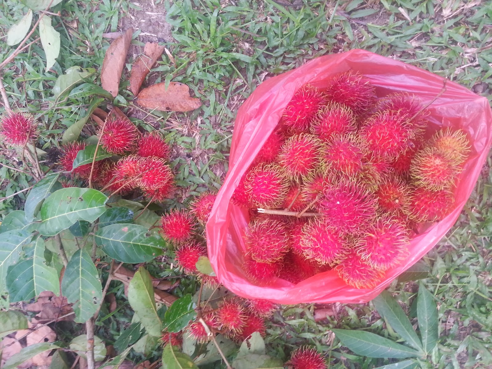 Menuai Hasil ~ SURIA AMANDA