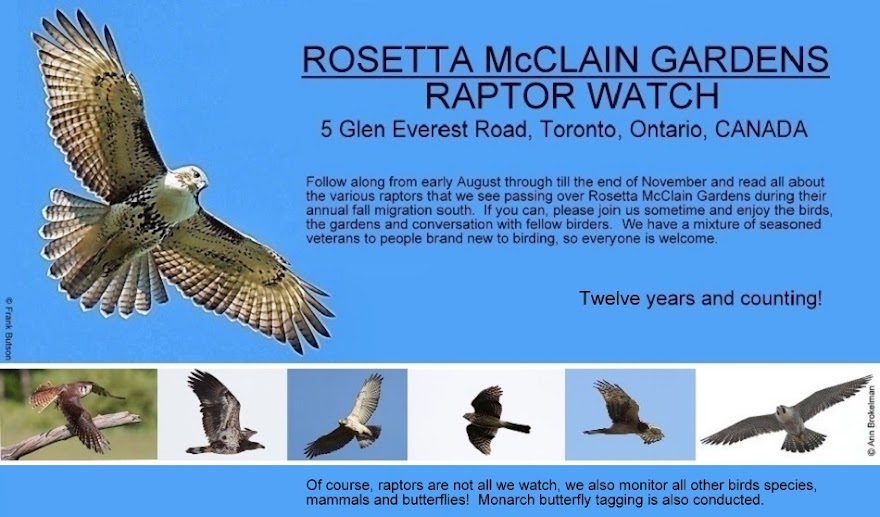 Rosetta McClain Gardens Raptor Watch: Sharpshinned Hawk VS American Kestrel