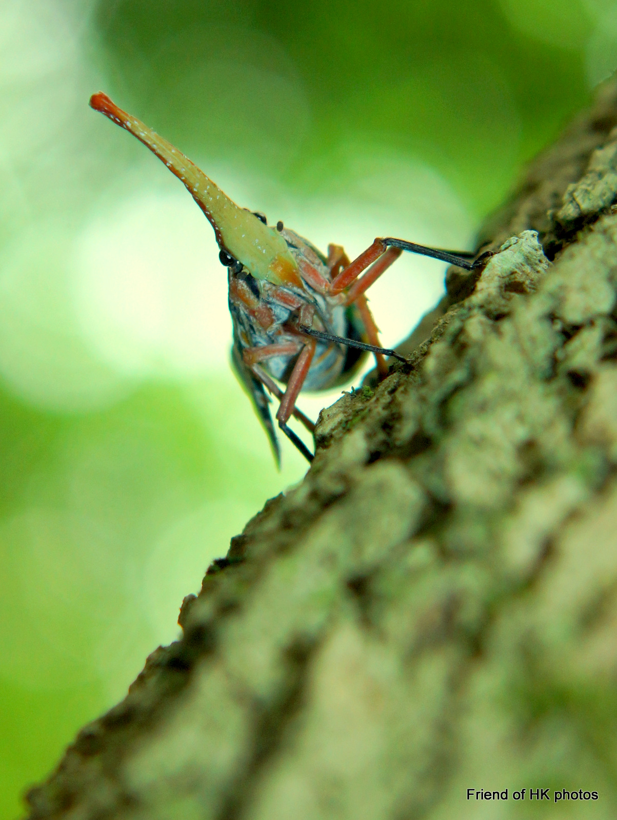 Photographic Wildlife Stories in UK/Hong Kong: Fascinating Lantern Bugs