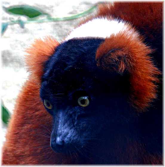 FOTO NATURA HUESCA 2: LÉMUR RUFO ROJO varecia rubra Étienne Geoffroy ...