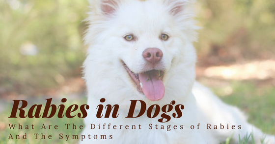 Spay and Neuter Clinic in Austin: Rabies in Dogs: What Are The ...