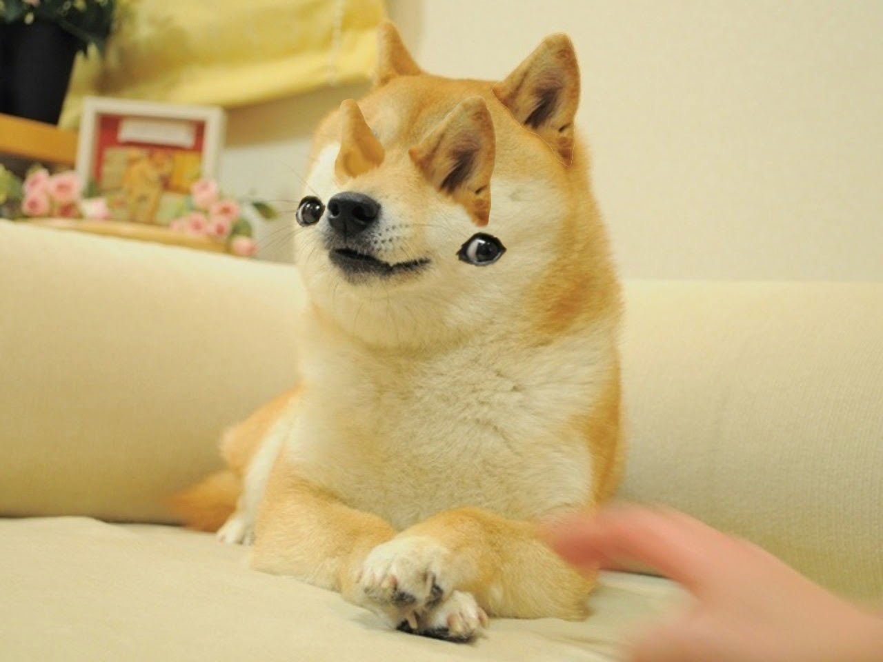 Top 10 - imagenes que me han gustado de doge - Charmonio