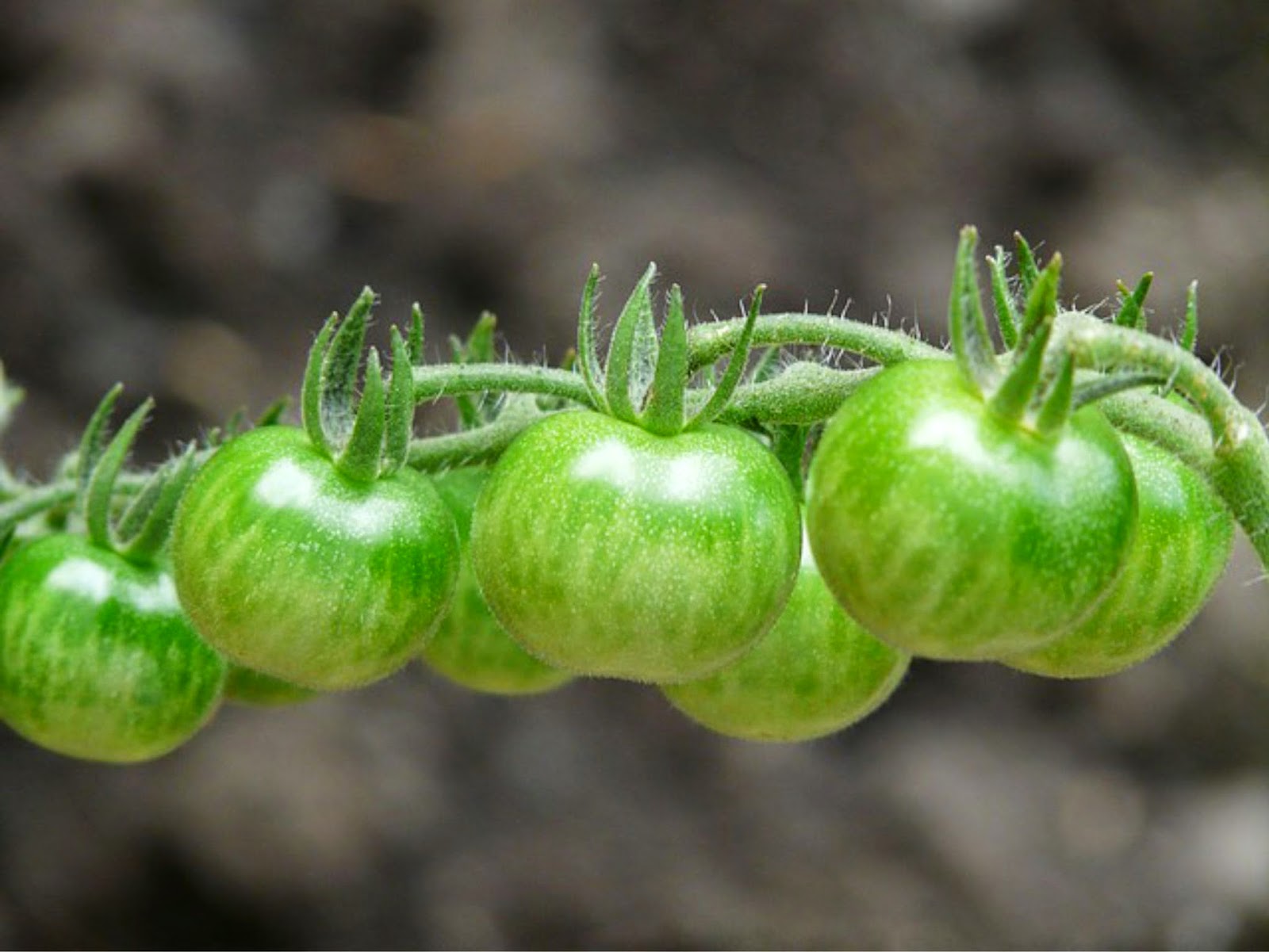Tomato alias Tomat, Jenis dan Manfaatnya | Juragan Dodoll