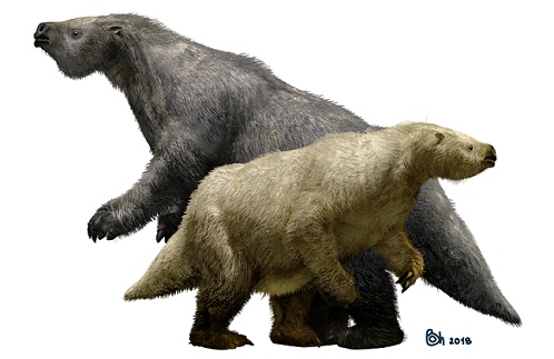 Museo Municipal "Punta Hermengo" de Miramar.: Nuevos fósiles de ...