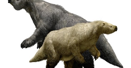 Museo Municipal "Punta Hermengo" de Miramar.: Nuevos fósiles de ...