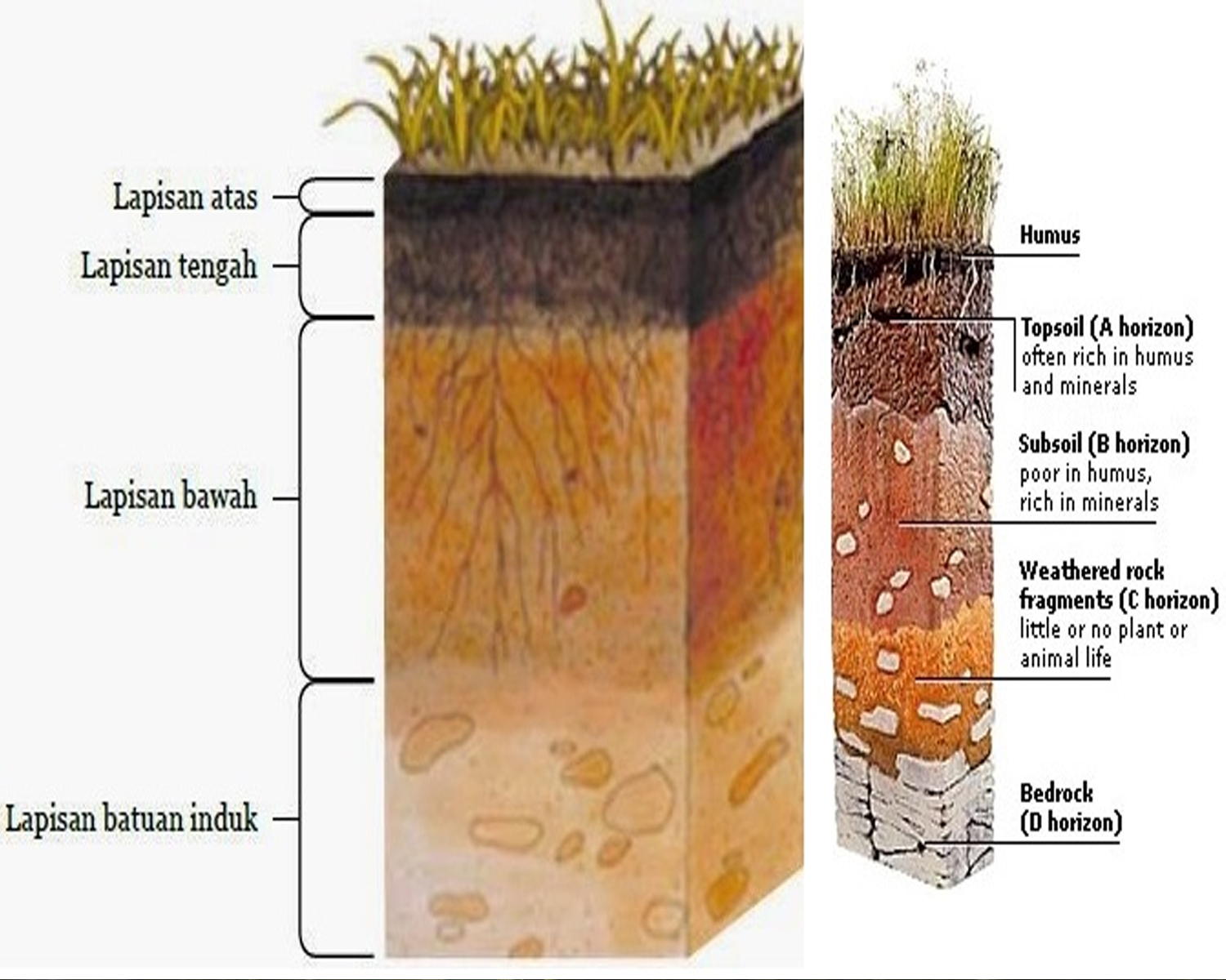 MINGGU KE-4 EKSPERIMEN MENENTUKAN TEKSTUR TANAH | CIKGU LADANG