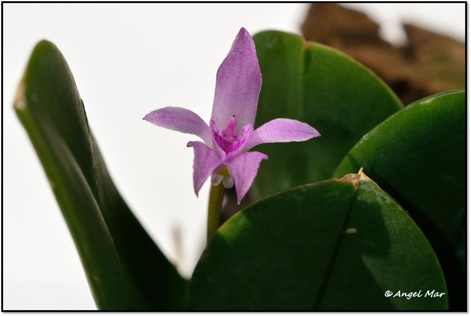 Orquídeas Blog de Angel Mar: Meyracillium trinasutum (Orquídea ...