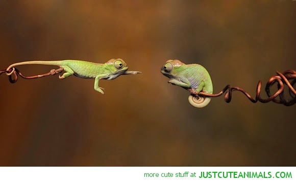 Science and Cupcakes