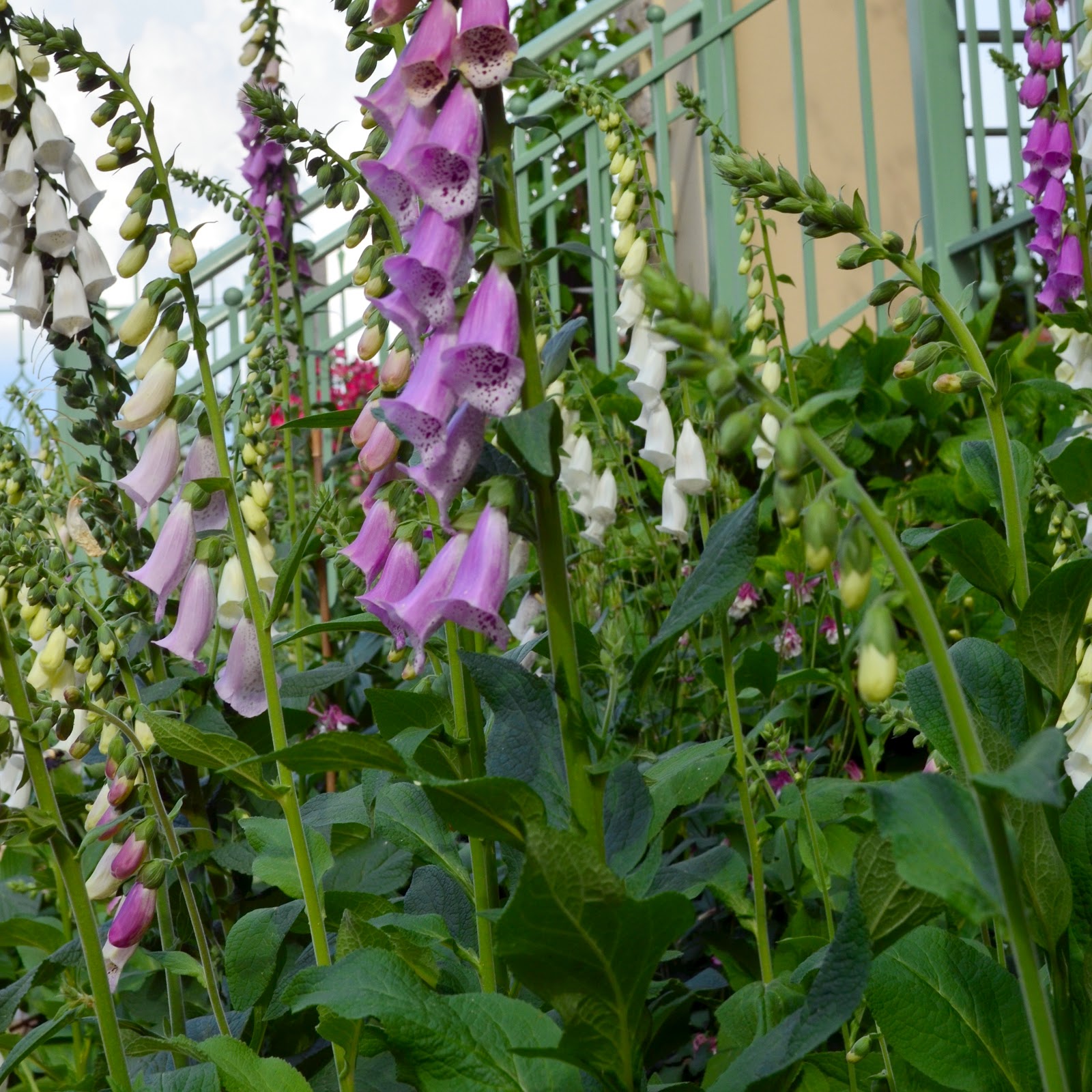 Jurnal de gradina: Clopotei