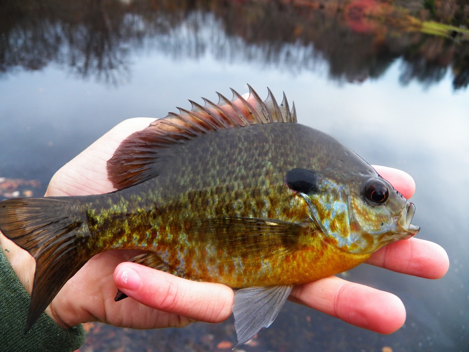 Connecticut Fly Angler: Identifying CT's Sunfishes