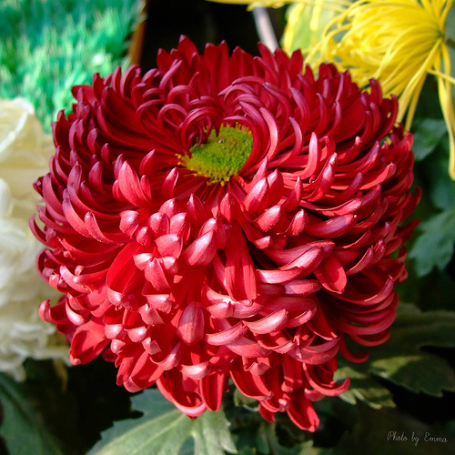 Melly: M.F.C. 60 - Crizanteme, crizanteme