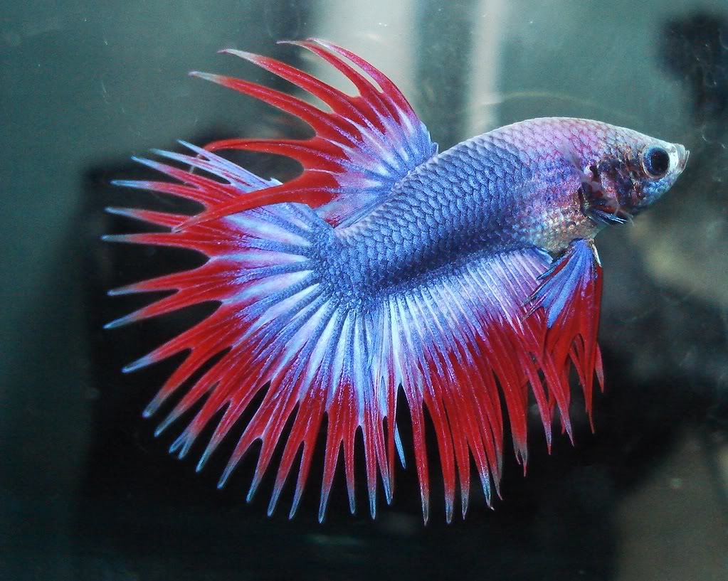 Budidaya Cupang | PISCES CENTER