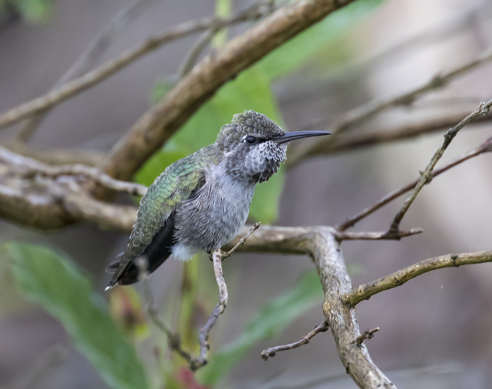 pewit: a few random VI bird images