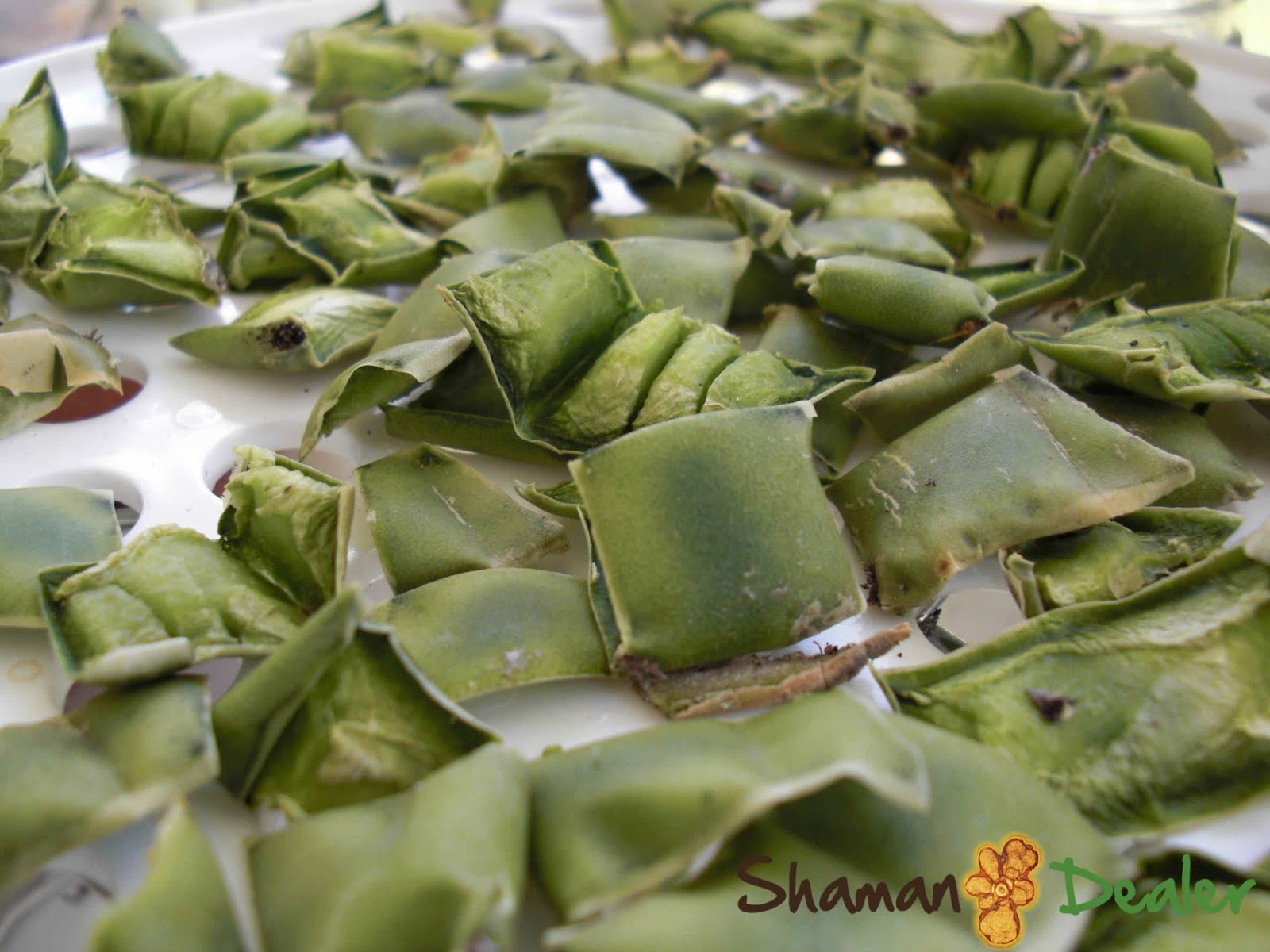 San pedro powder (Echinopsis pachanoi) and dried peruvian torch ...