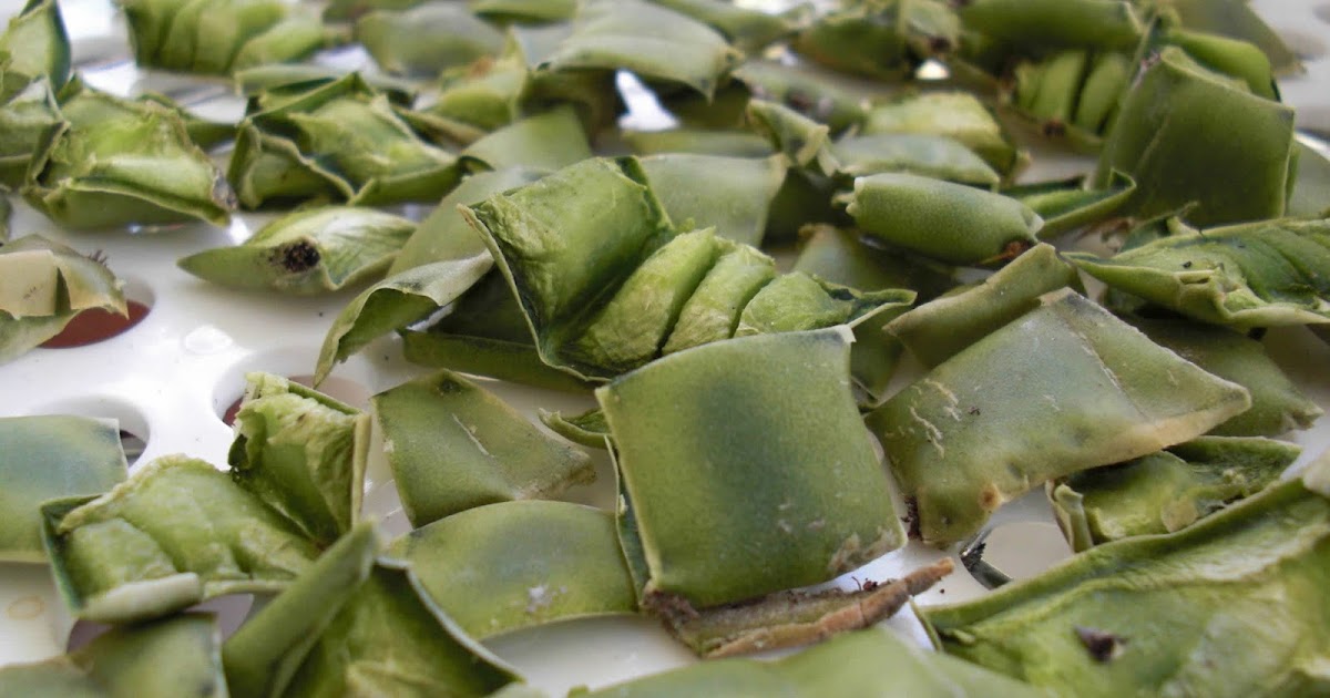 San pedro powder (Echinopsis pachanoi) and dried peruvian torch ...