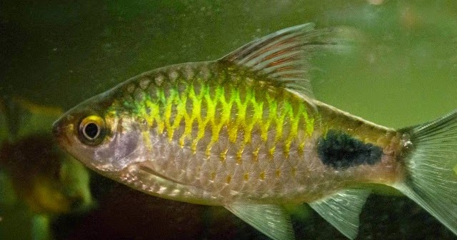 (Dawkinsia singhala) - Dankola pethiya | FRESHWATER FISHES OF SRI LANKA