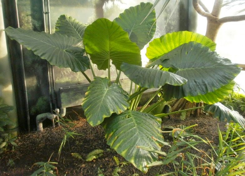 Mengenal Jenis-jenis Tanaman Yang Hidup di Air - Ragam Tanaman