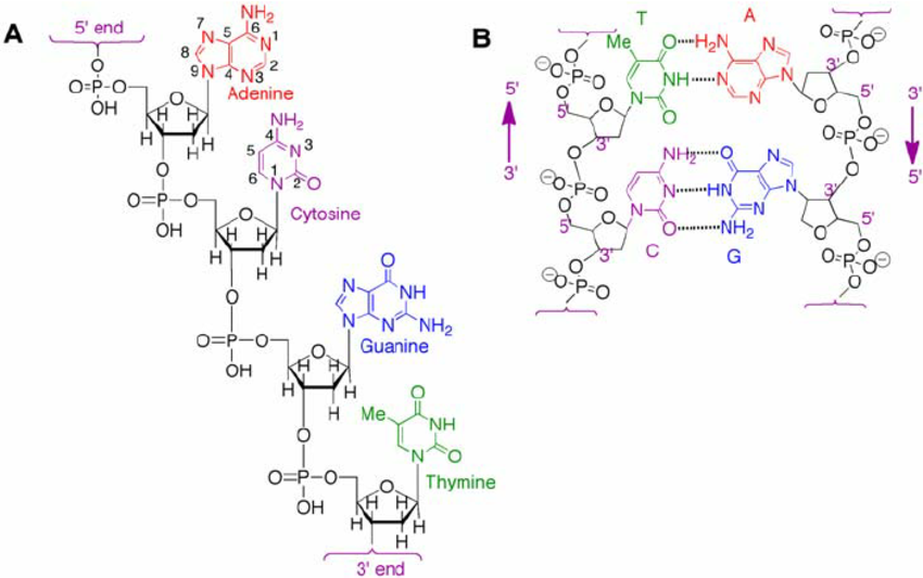 savvy-chemist: Condensation Polymers (4) DNA (DeoxyriboNucleic Acid)
