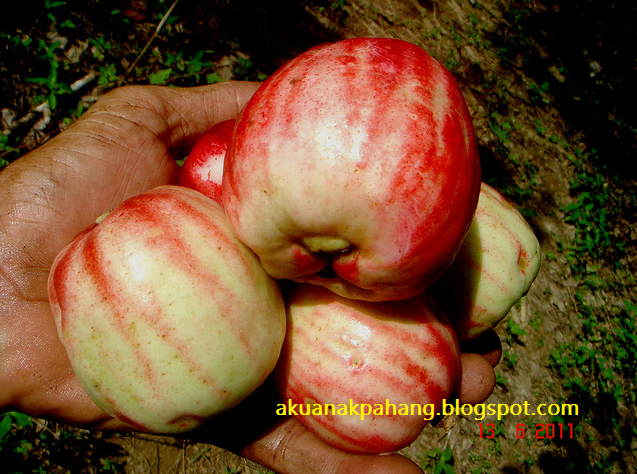 INFO DAN MITOS JAMBU KELING, JAMBU GALAH, SUNYI KAMPUNG. | AKU ANAK PAHANG