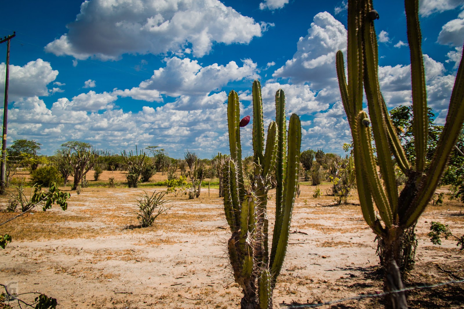 Profe Vivi Brune: O Sertão Nordestino, como é?