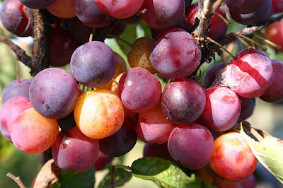Fruit Warehouse: Beach Plum ( Prunus maritima )