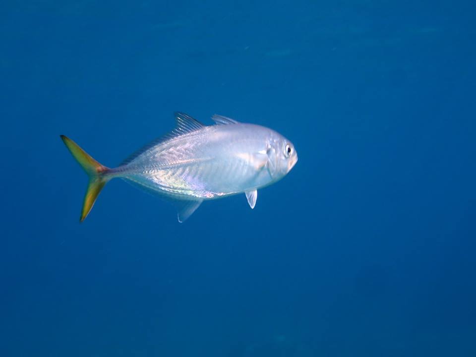 Biodiversity of Cyprus by NGO Protection of the Natural Heritage and ...