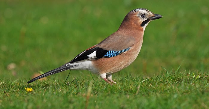 Jay Birds Biography And New Pictures 2013 | Beautiful And Dangerous ...