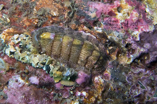 Naturaleza y Fotografía en Motril: Quitón (Chiton olivaceus)