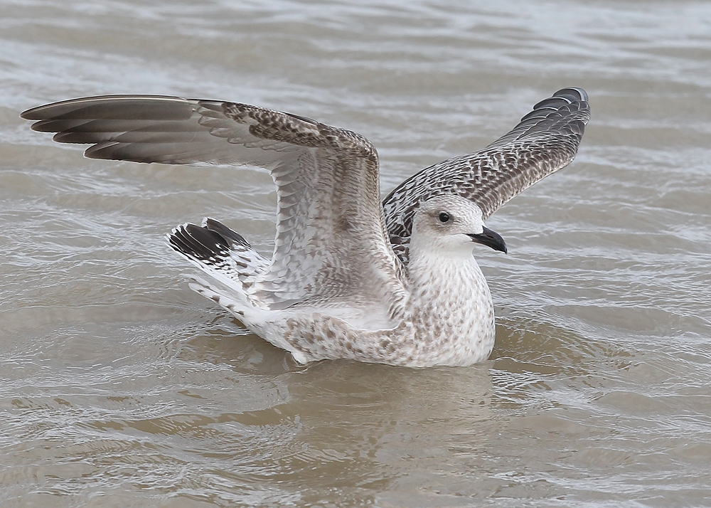 Richard Smith - Birdwatching Days Out: CASPIAN GULL, juvenile and Gulls ...
